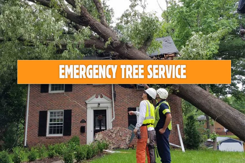 Kansas City Tree Service | Tree Removal Kansas City | Arbormax